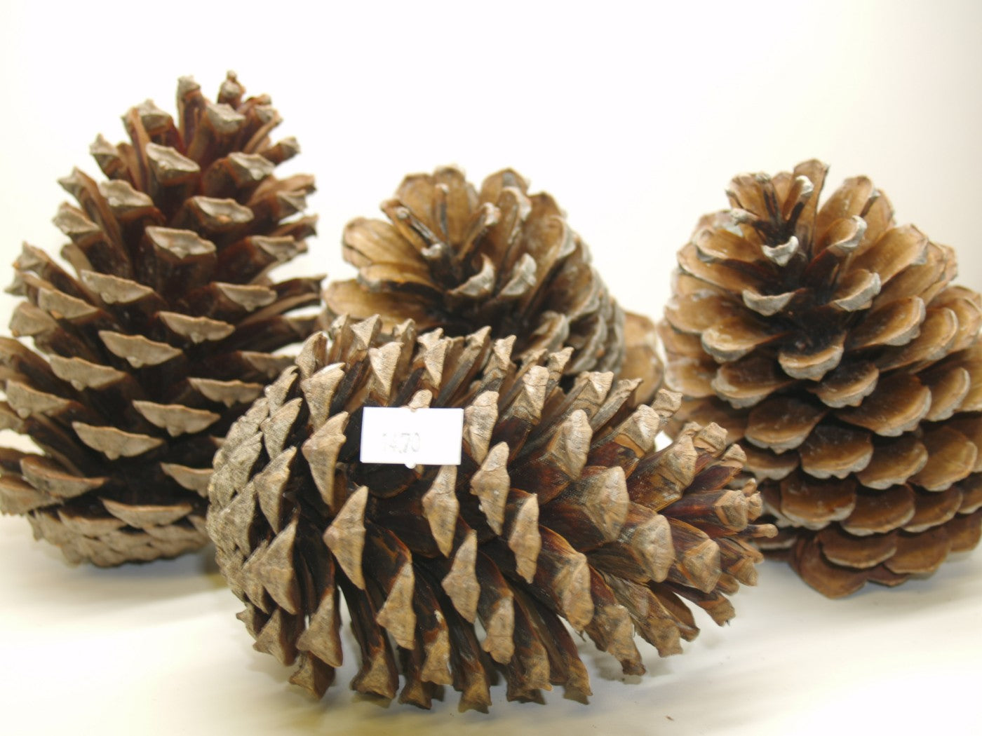 Christmas Section – CNG Florist Sundries